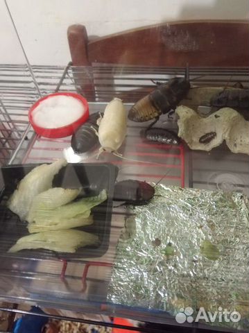 Мадагаскарский таракан