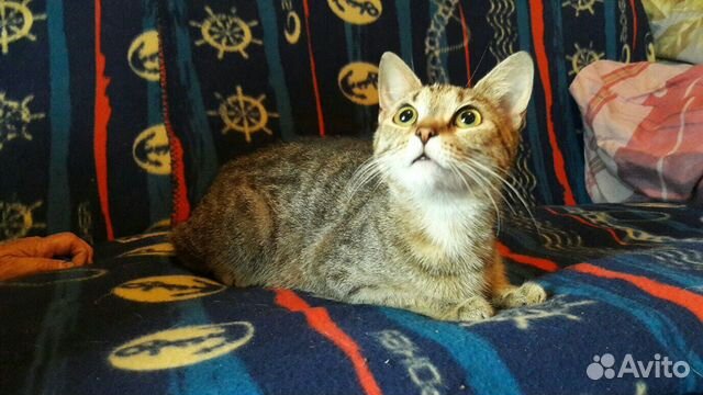 Маленькая мегаласковая кошечка в добрые ручки