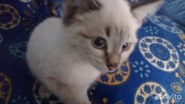 Кошечка сиамская