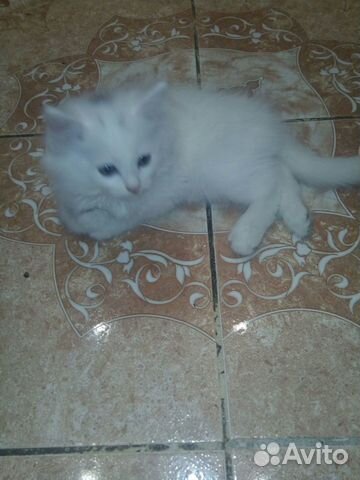 Котенок 3 мес