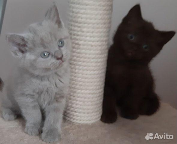 Продаются шотландские котята