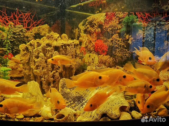 Меняю золотых цихлид на других рыб