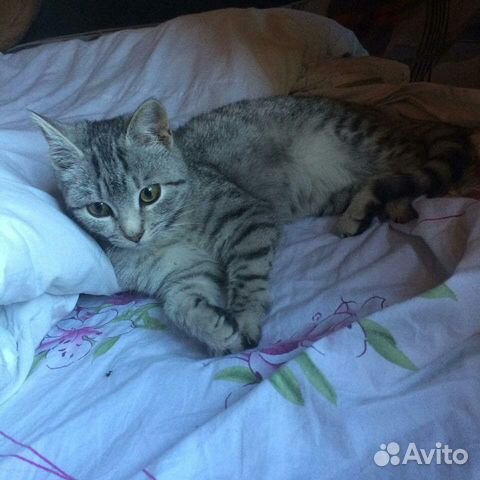 Отдадим кошечку. Бесплатно