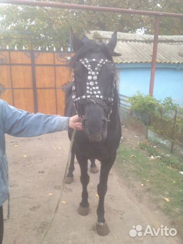 Продается жеребец производитель