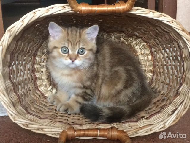 Британский золотой мраморный котёнок