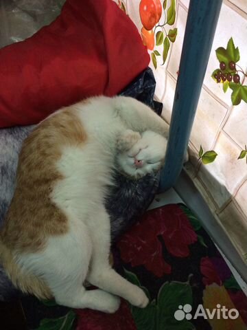 Котик - 1,5 года, рыже- белый, умняшка