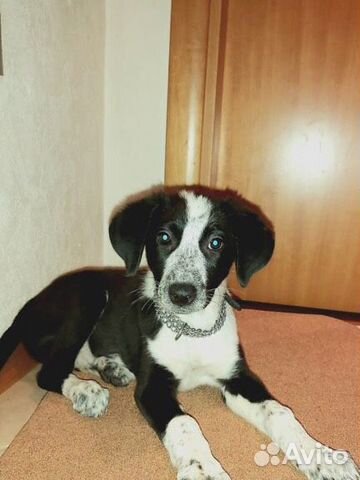 В добрые руки щенок метис курцхара