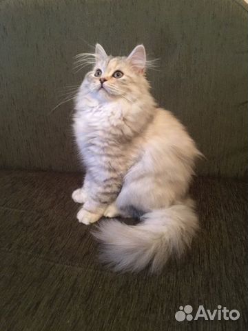 Кошечка хайленд страйт