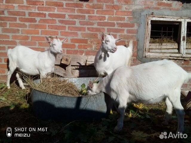 Козлята