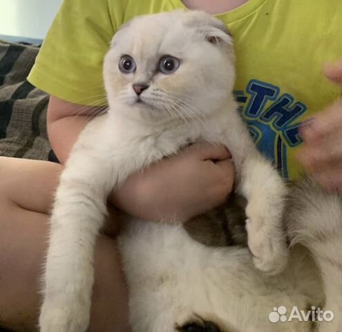 Шотландская кошка