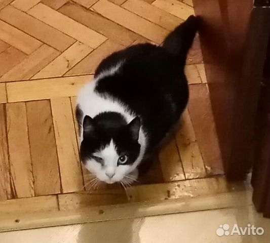 Ищет дом одинокая кошечка