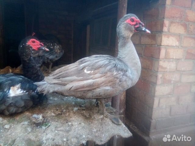 Немецкие утки. голубой фаворит (индоутки)