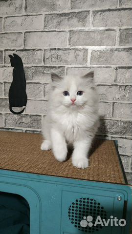 Девочка Рэгдолл