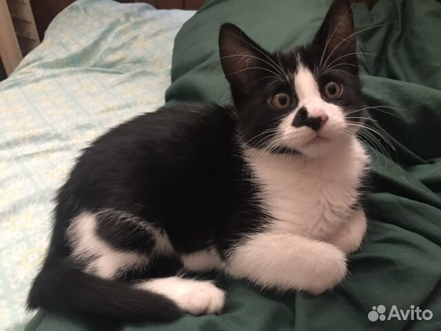 Отдаётся классный котёнок