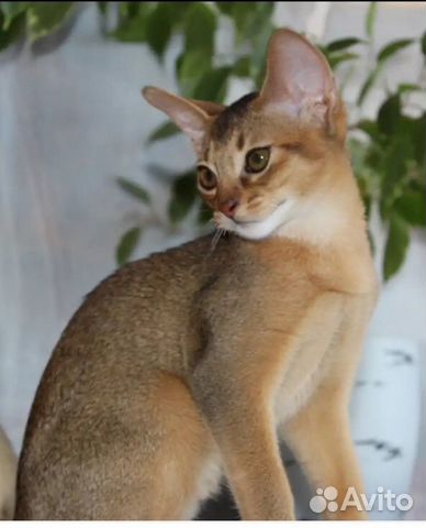 Абиссинские котята