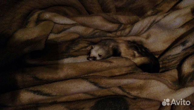 Хорек (фретка)