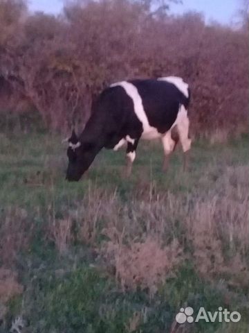 Корова и стельную телку