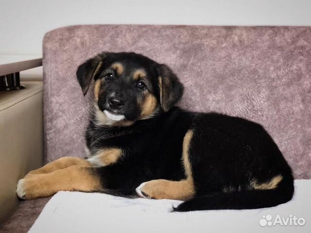 Щенок Дэя девочка ждёт любящие руки