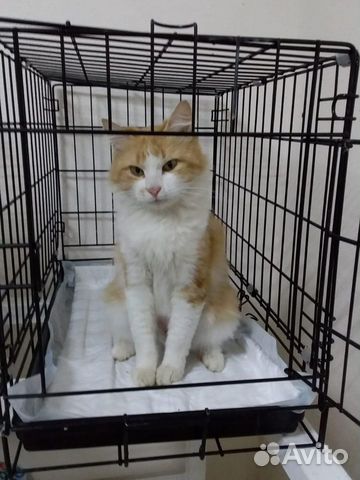 Лукавая озорная кошечка Лиса ищет дом