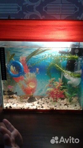 Аквариум