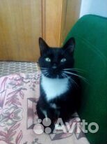 Котик ищет дом