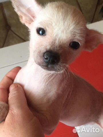 Девочка ласкушка для детей