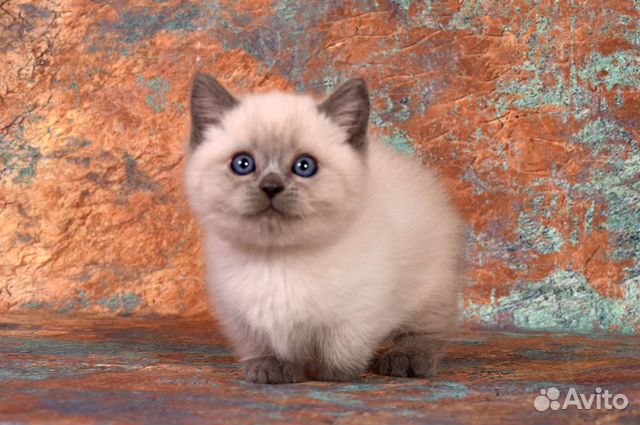 Скотиш килт страйт котята