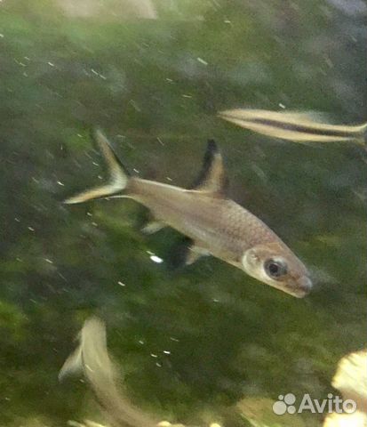 Акулий бала 2шт