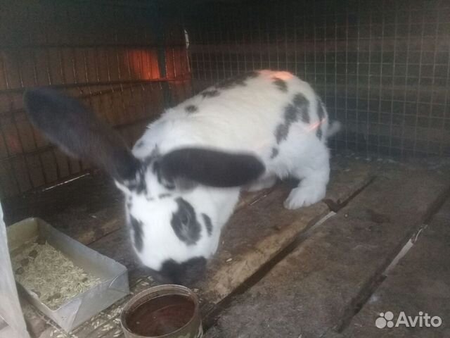 Продам Крола