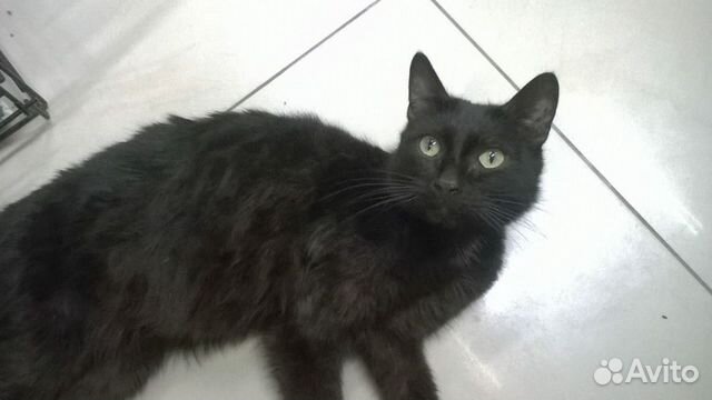 Абсолютно черный кот