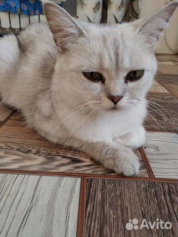 Кошка Британской породы