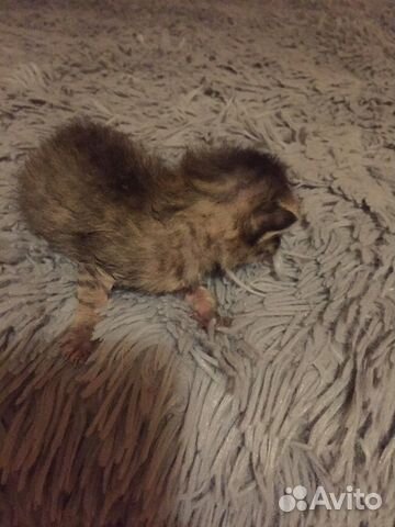 Котята малыши оставшиеся без маминого молока