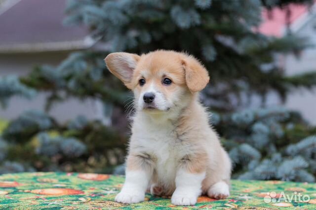 Вельш Корги пемброк