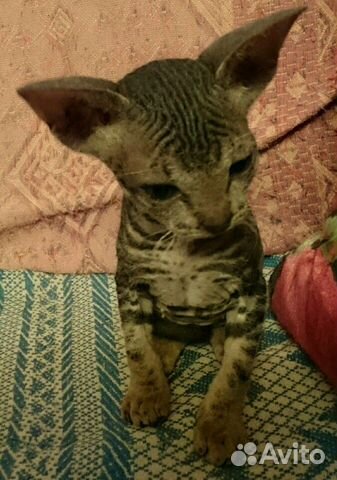 Сфикс-девочка