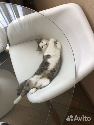 Кот мальчик в добрые руки