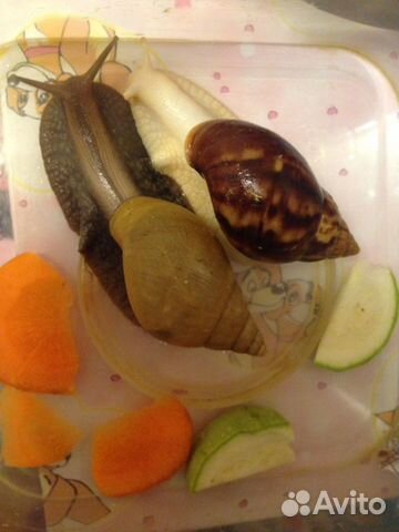 Улитки ахатины