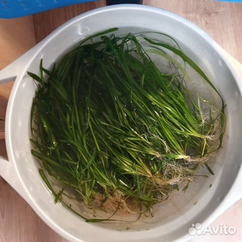 Валлиснерия спиральная и прямая