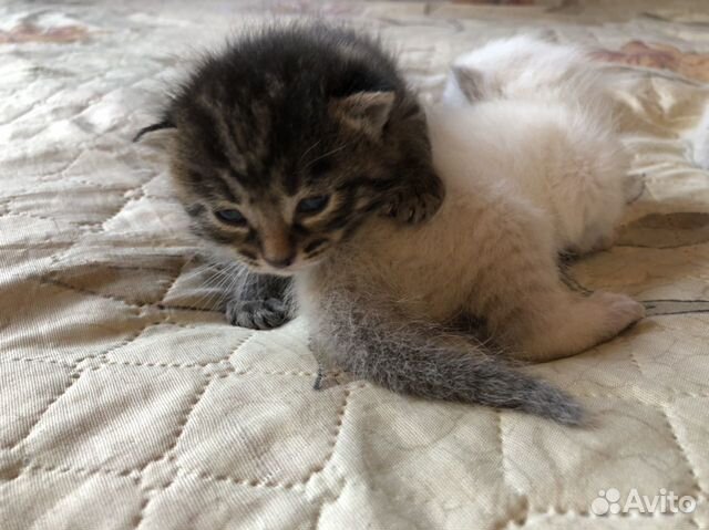 Котёнок порода шотландка британец