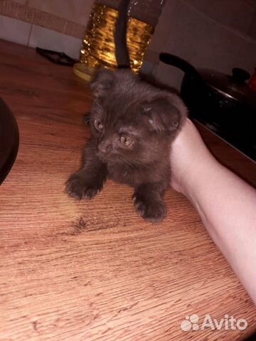 Котенок шоколадный шотландский