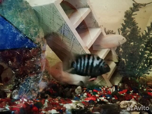 Рыбки цихлиды обмен