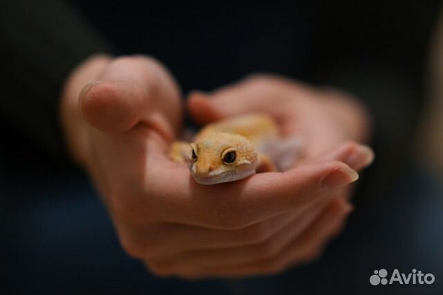 Эублефар самка с террариумом