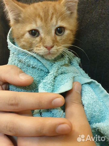 Рыжий мальчик Шнапс ищет маму