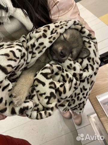 Щенок Алабай