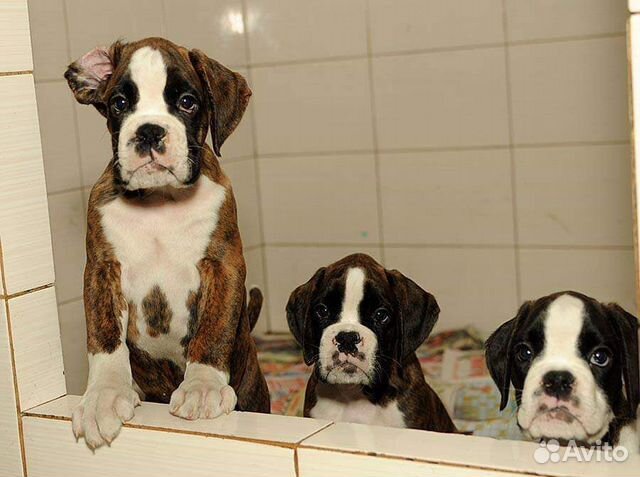 Необыкновенная Чудо