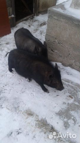 Вьетнамский вислобрюхий поросенок