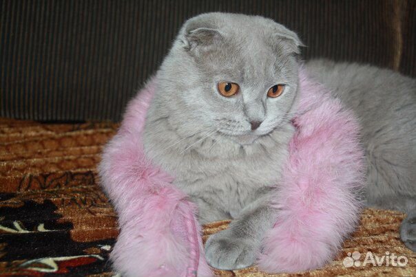 Котик для кошечек