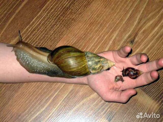 Африканские гигантские улитки-ахатины