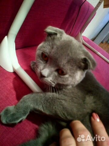 Кот веслаухий шотландский