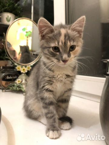 Котёнок Девочка 3 месяца