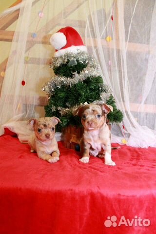 Эксклюзивная крошка чихуа